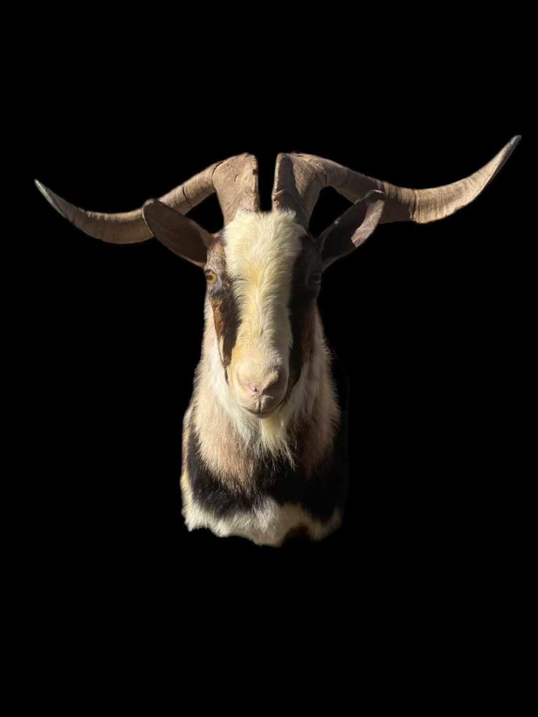 Beautiful & Rare Taxidermy, Really Kool , Bearded, Tri-colored Billy ...