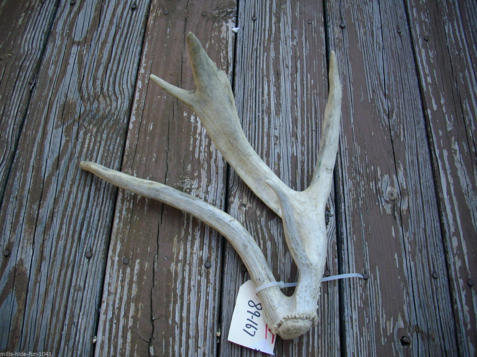 Big 5 Point DOUBLE MAIN BEAMS Whitetail Deer Shed Antler Taxidermy Log ...