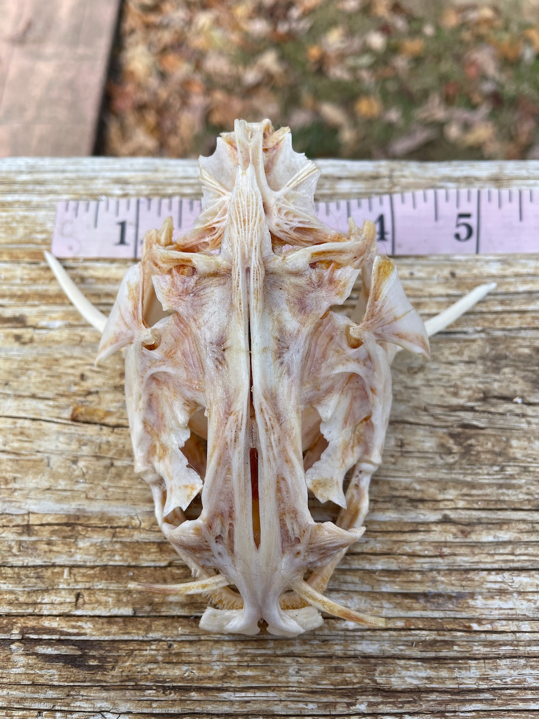 Rarely Seen, FLATHEAD Catfish Skull Natural Bones/science Weird ...
