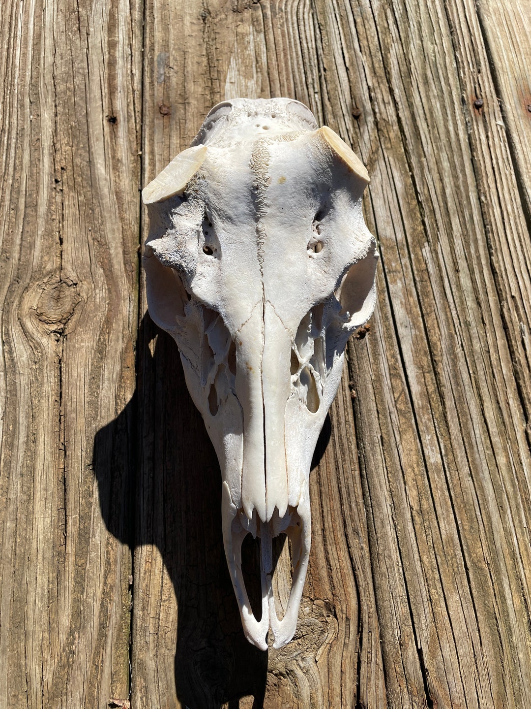 Taxidermy, Big, MULE DEER Full Upper Skull - NO -antlers Log Cabin ...