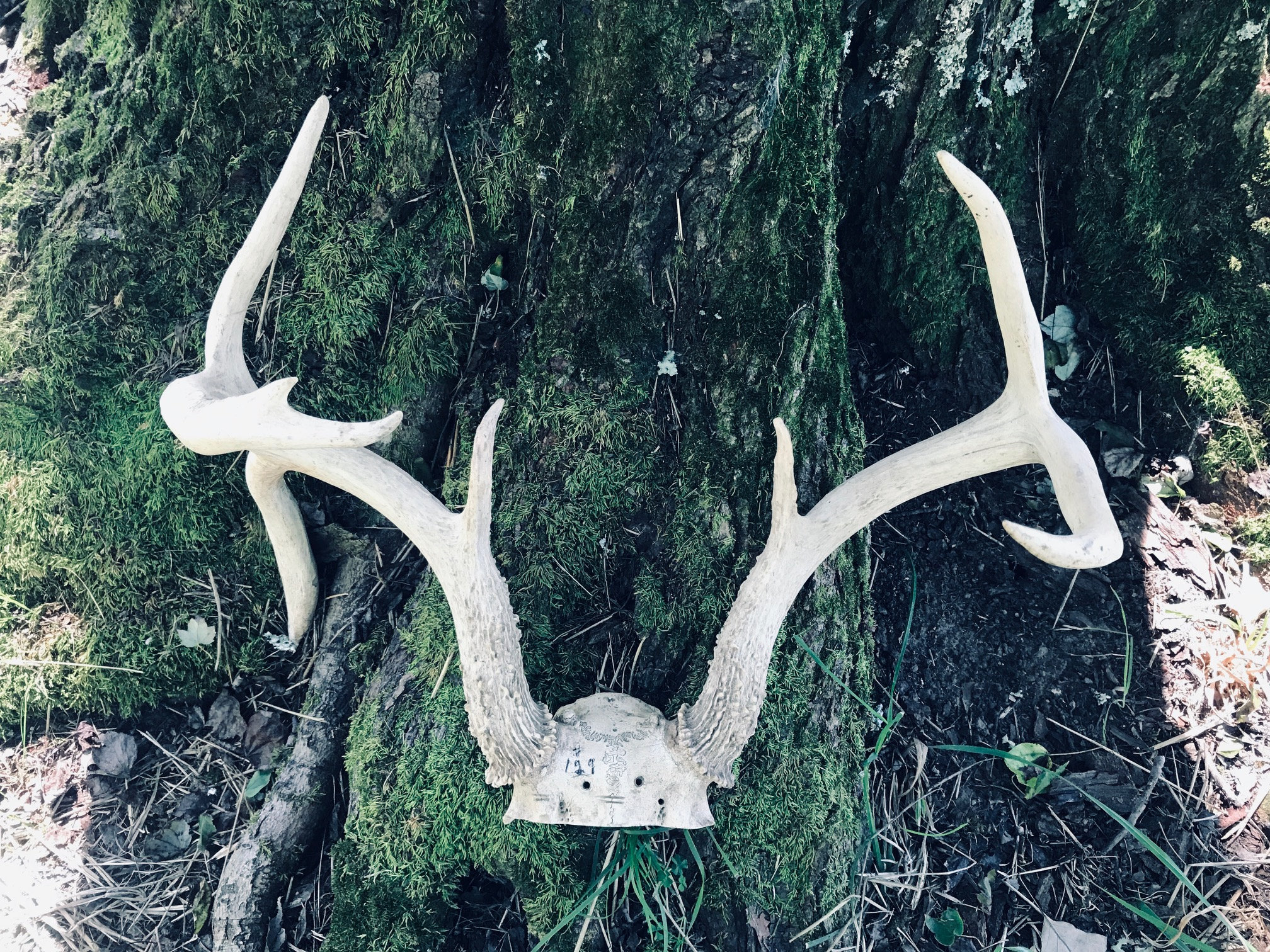 Big 3 X 3 Whitetail Deer ANTLERS-Skull Big 9 DROP TINE | Etsy