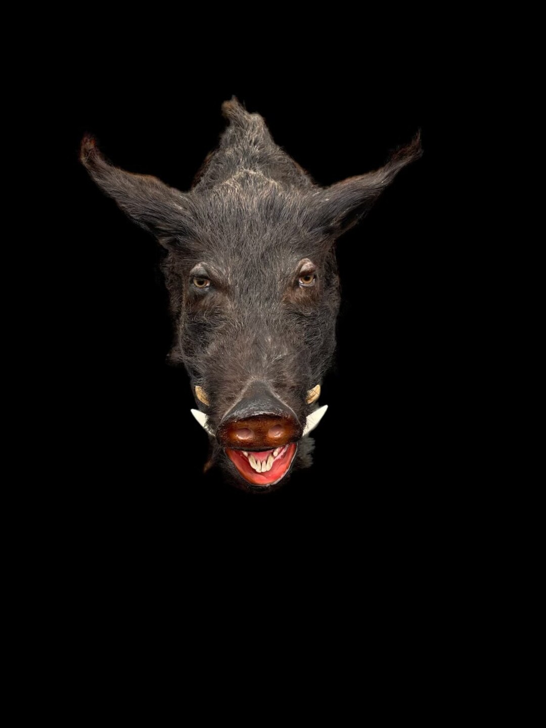 AWESOME Russian Type BLACK Wild Boar Shoulder Mount/ Pig / Hog ...
