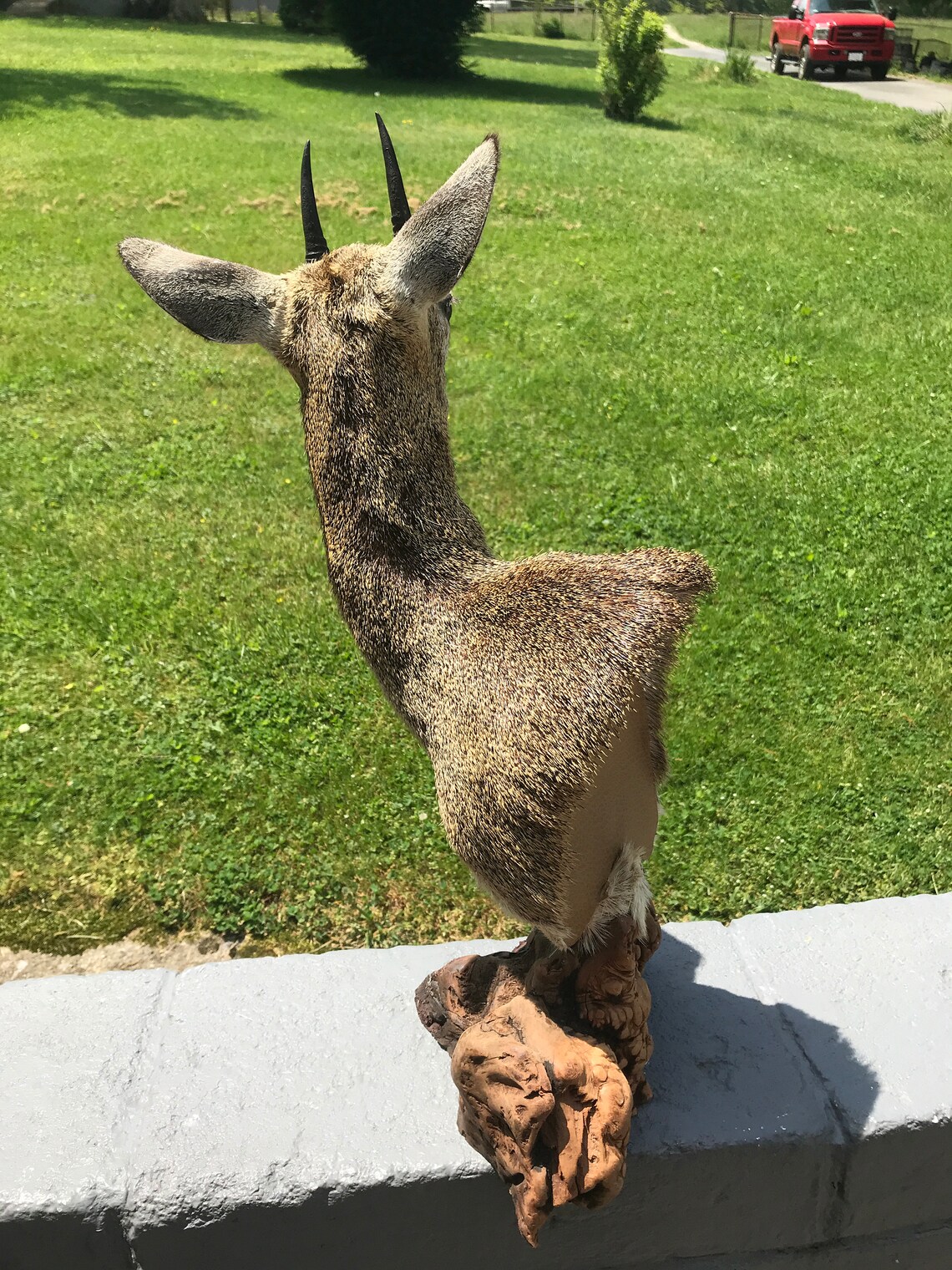 Beautiful KLIPSPRINGER Pedestal Mount Nice HORNS AFRICA Safari | Etsy