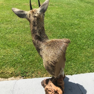 Beautiful KLIPSPRINGER Pedestal Mount Nice HORNS AFRICA Safari Hunting ...