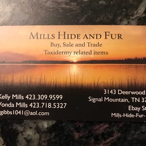 One - Beautiful XLG. GREY FOX Soft Tanned Fur/skin/hide/hunting Lodge ...