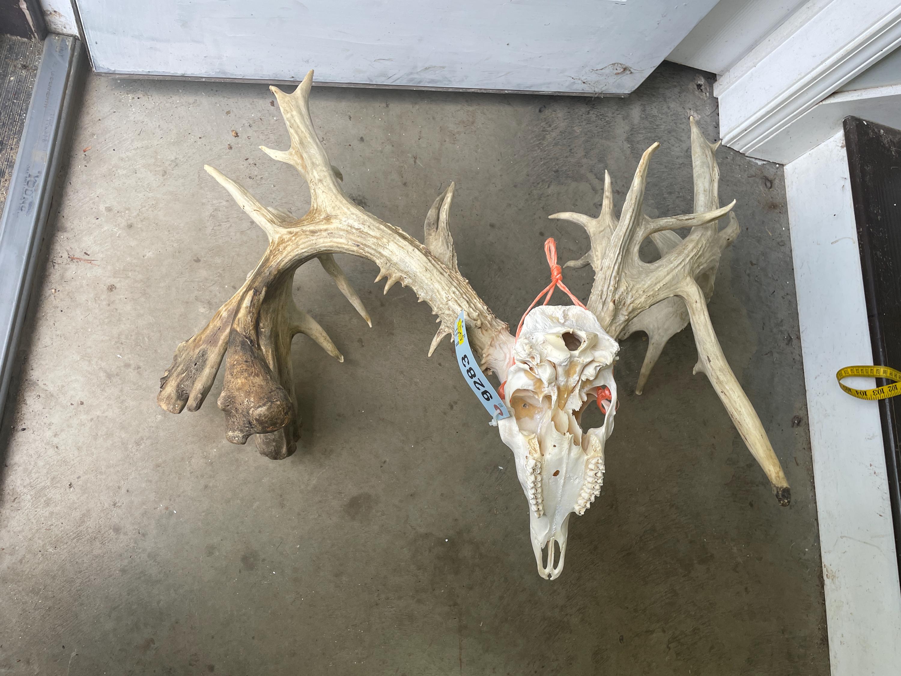 34 Point - GAINT - Nontypical Whitetail Deer Antlers-skull Big Drop ...