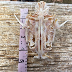 Rarely Seen, FLATHEAD Catfish Skull Natural Bones/science Weird ...
