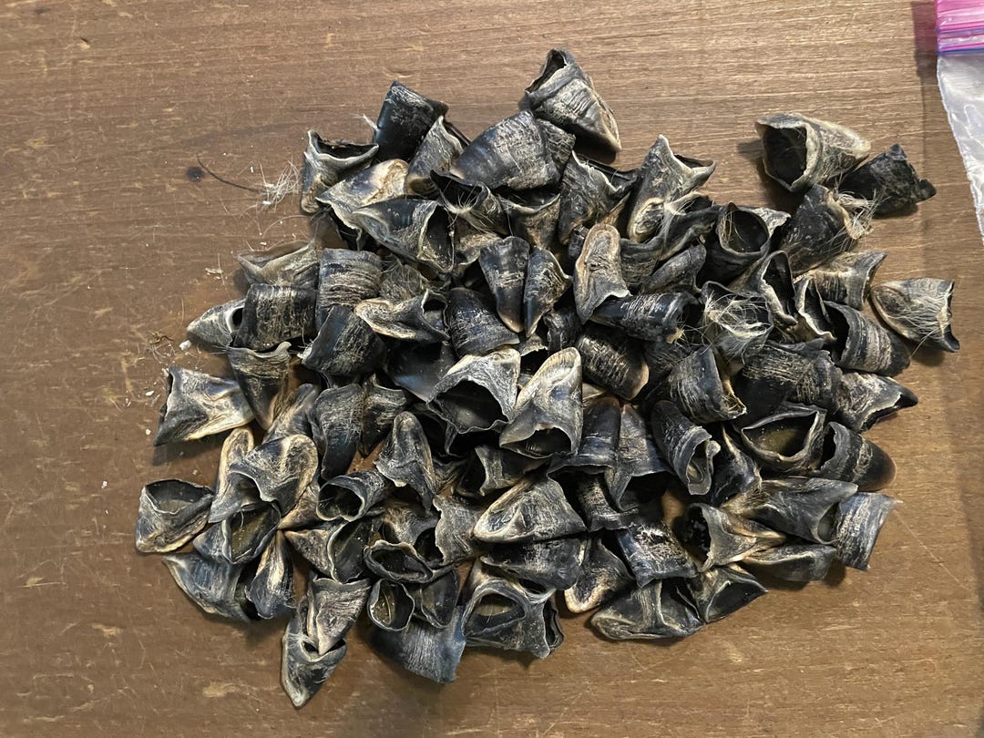 TAXIDERMY 50, Whitetail Deer " Dew Claws" 50 Pieces = Log Cabin/native ...