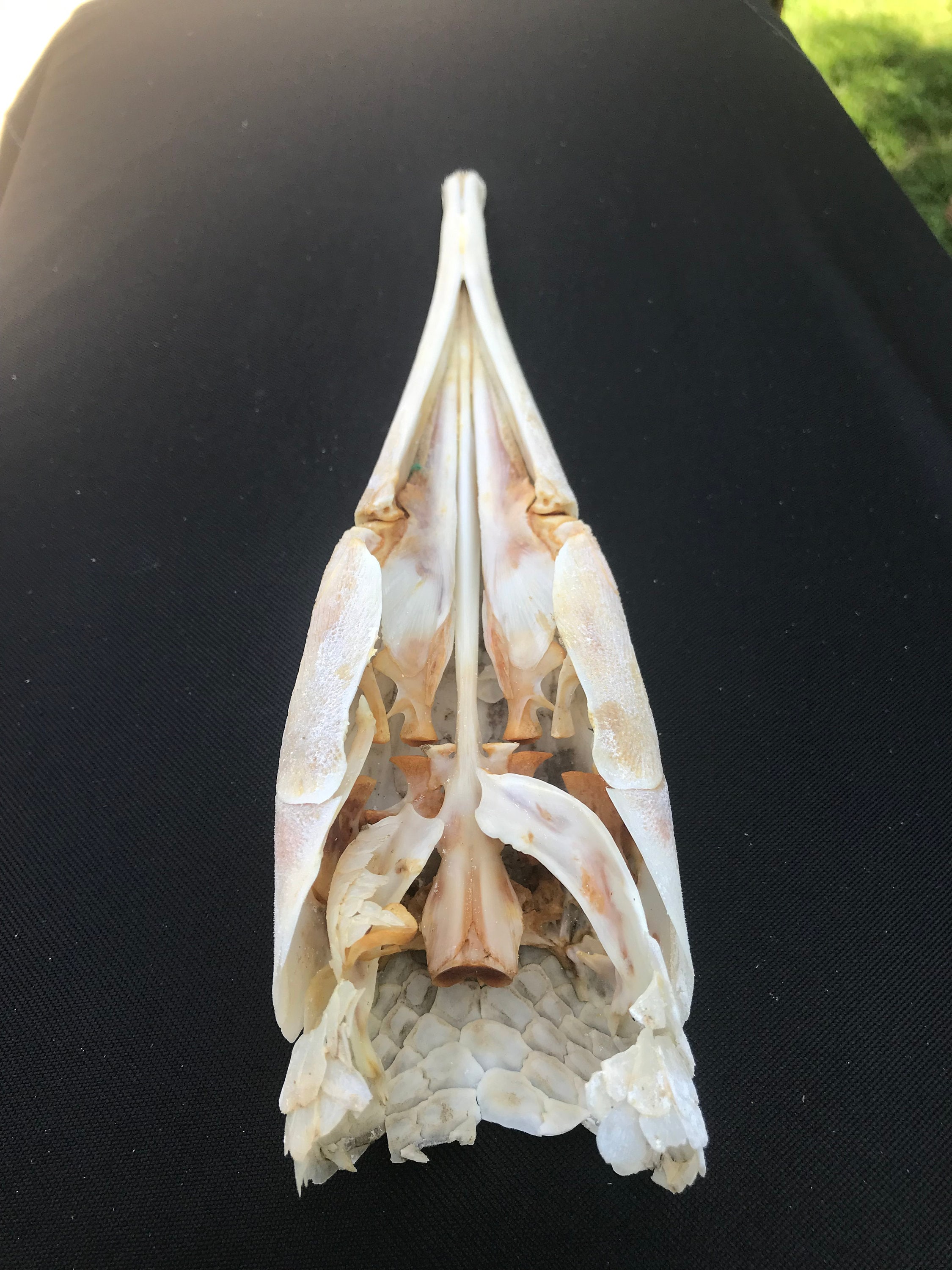 LONGNOSE GAR FISH Skull/teeth Natural Bones/science Weird Education ...
