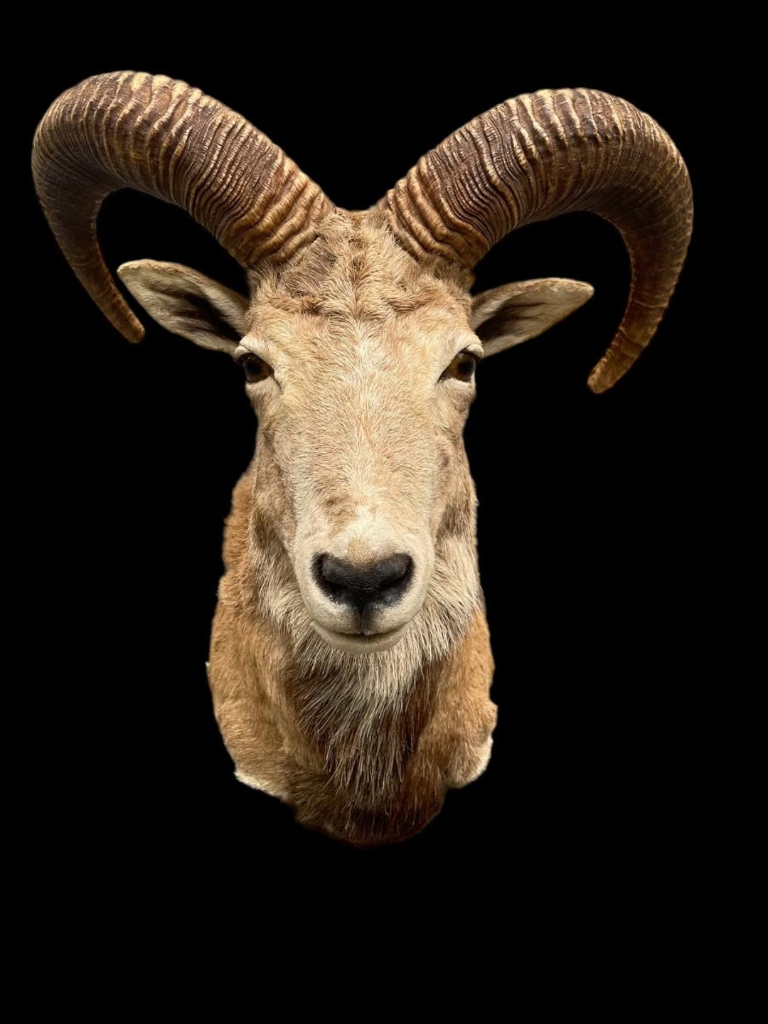 Taxidermy RARE & Beautiful, RED SHEEP Shoulder Mount Nice Horns ...