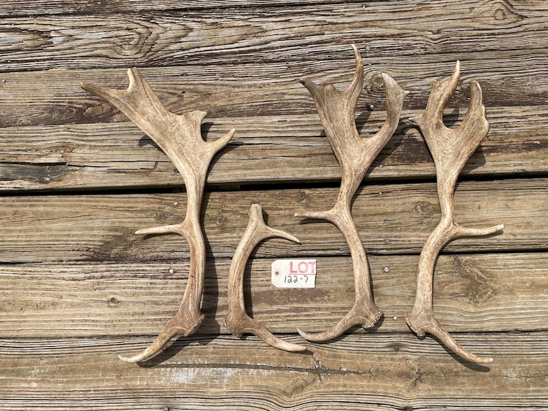 Taxidermy Two Awesome Sets of Big FALLOW DEER Shed ANTLERS Log Cabin ...