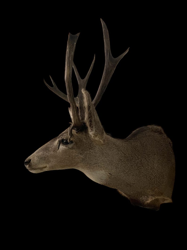 Taxidermy Weird 5 X 5 Double Main Beam MULE DEER ANTLERS /shoulder ...