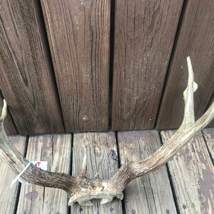 Big, 4 X 4 Whitetail Deer Antlers-with a Unicorn Antler Lodge Taxidermy ...