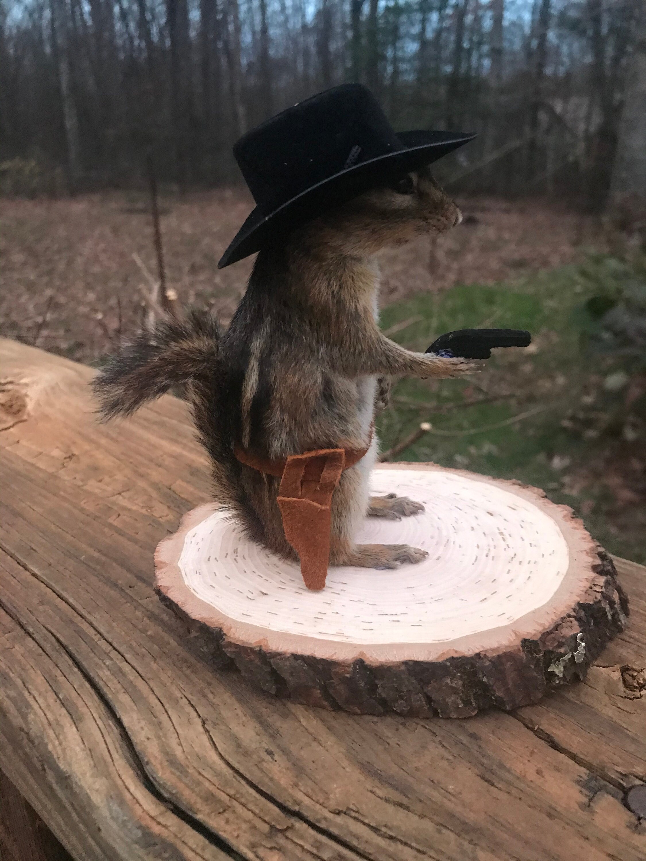 Taxidermy Very Nice new COWBOY CHIPMUNK Mount Log | Etsy