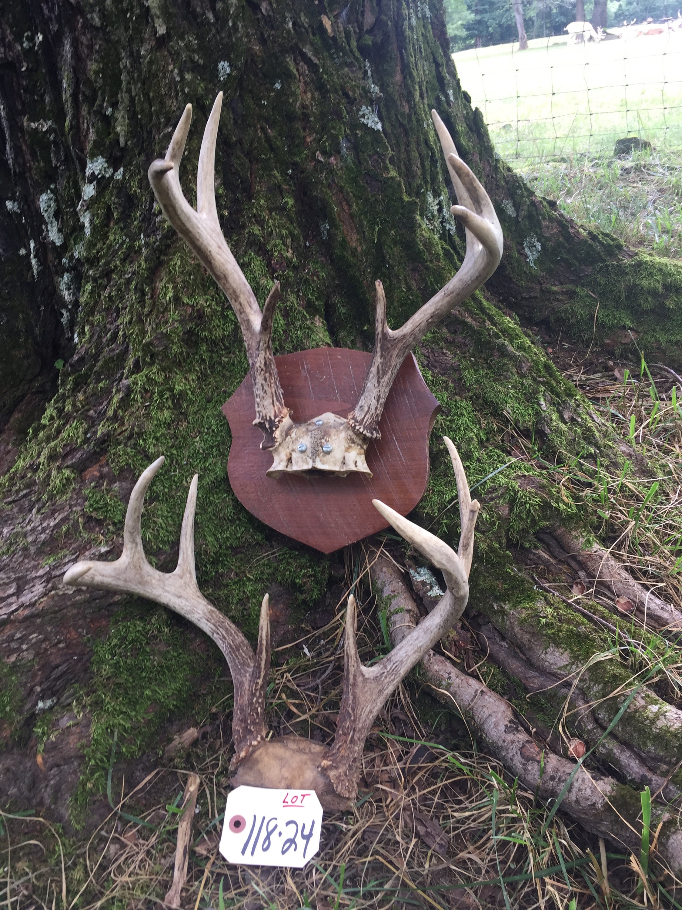 2 sets of Nice 8 point Whitetail DEER ANTLERS Log Cabin | Etsy