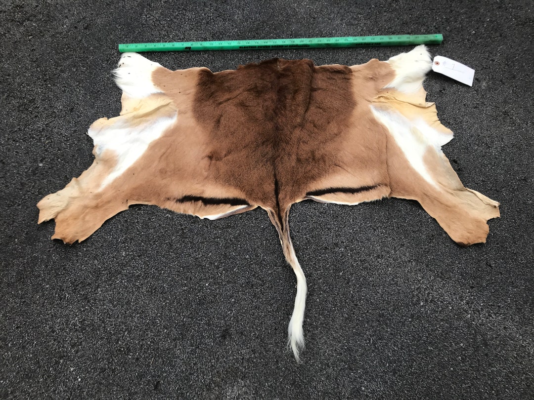 Tanned AFRICAN Southern IMPALA 1/2 Hide Taxidermy Africa Safari Hunting ...