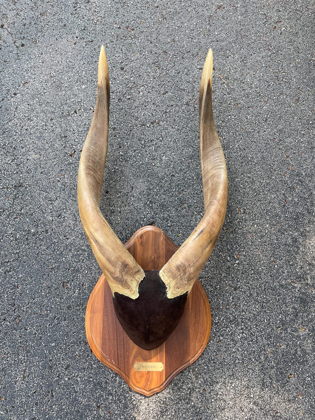Ex-rare Set of African *BONGO* Antelope Horns /africa Safari Hunting ...