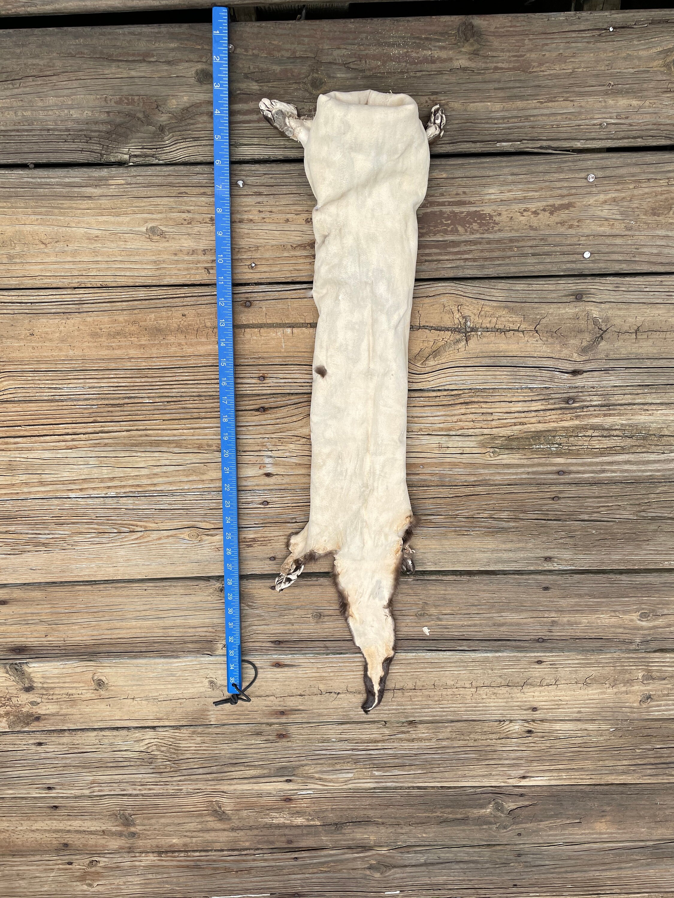 Large Tanned RIVER OTTER Fur Skin TN. Cities Tag.. North - Etsy