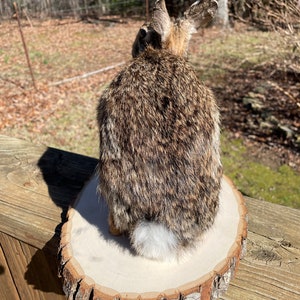 Rarely Seen, Taxidermy, Cottontail Rabbit, Nice Natural Base Easter ...