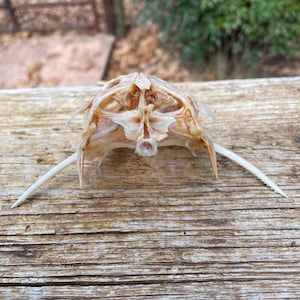 Rarely Seen, FLATHEAD Catfish Skull Natural Bones/science Weird ...