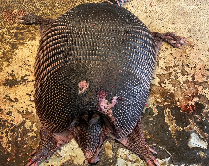 RARELY, Seen SKIN, of an Nine-banded Armadillo, for a Lifesize ...
