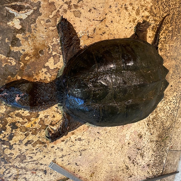 Snapping Turtle - Etsy
