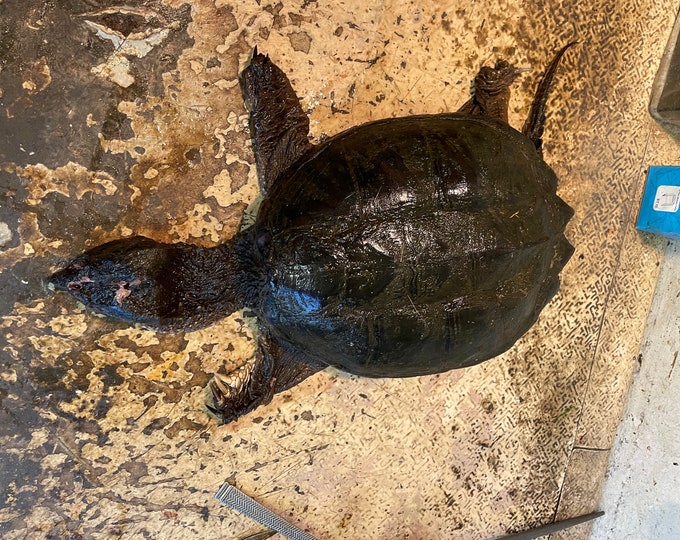 ONE 1 Awesome Common Snapping Turtle Skin-shell for a Lifesize ...