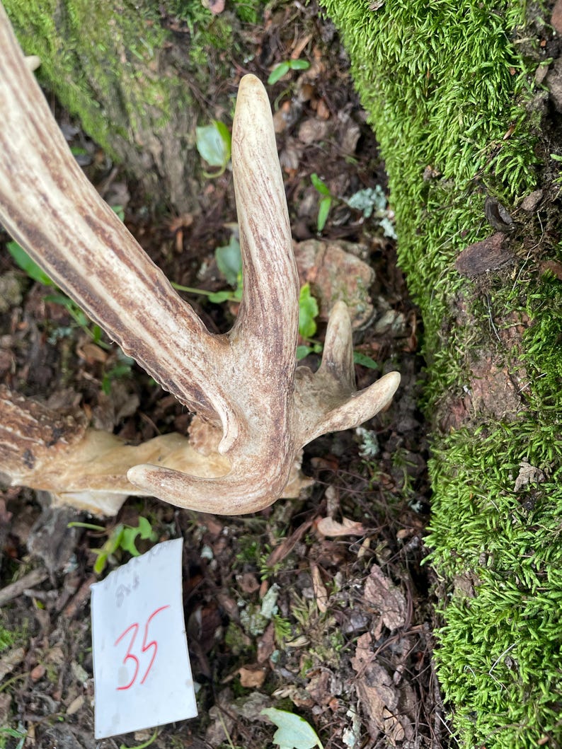 Taxidermy Beautiful Odd Deformed Set of 10 Point Wild White-tailed DEER ...