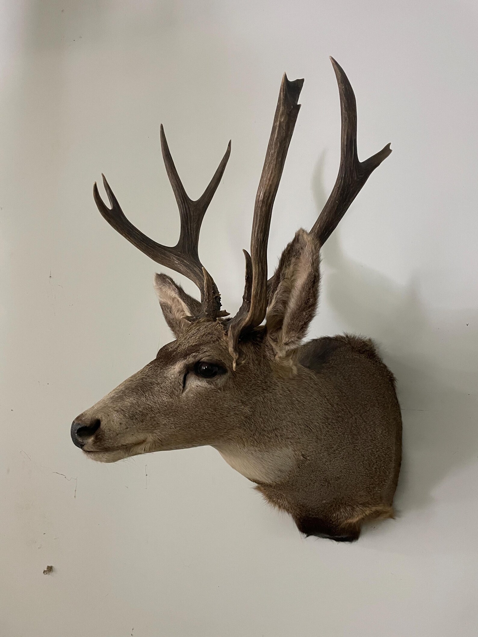 Taxidermy Weird 5 X 5 Double Main Beam MULE DEER ANTLERS /shoulder ...