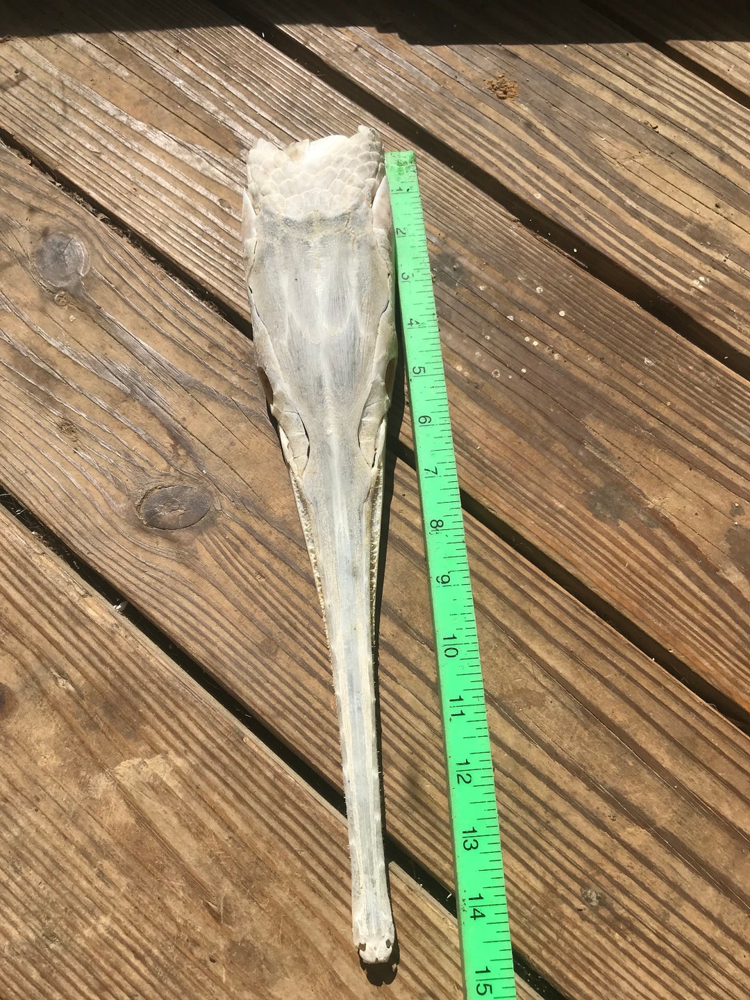 LONGNOSE GAR FISH Skull/teeth Natural Bones/science Weird Education ...