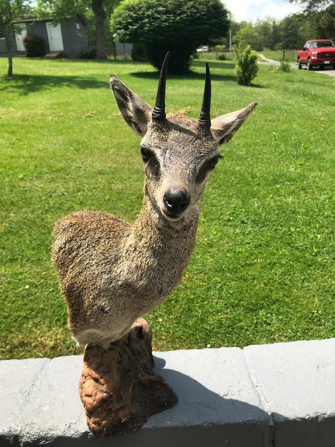 Beautiful KLIPSPRINGER Pedestal Mount Nice HORNS AFRICA Safari Hunting ...