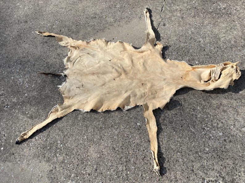 Beautiful Tanned, COMPLETE, SPRINGBOK SKIN -hide for Possible Lifesize ...