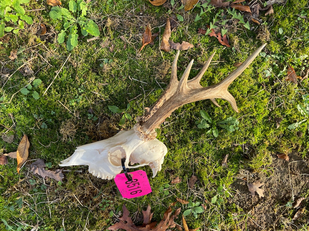 TAXIDERMY Beautiful Siberian, or Eastern Roe Deer Skull, With BIG ...