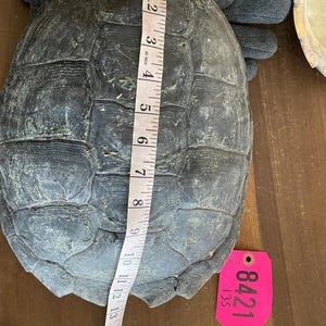 ONE {1} Awesome Taxidermy Large Common Snapping Turtle Shell Log Cabin,crafts, Hunting Lodge ...