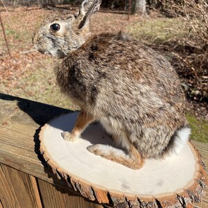 Rarely Seen, Taxidermy, Cottontail Rabbit, Nice Natural Base Easter ...
