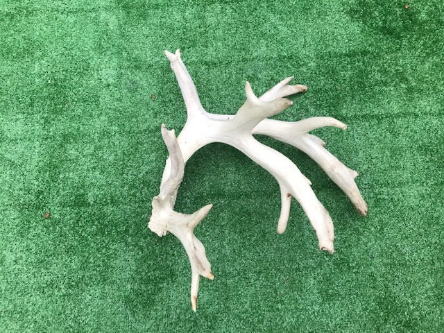 Taxidermy MASSIVE Whitetailed DEER Cut off ANTLER Log Cabin | Etsy