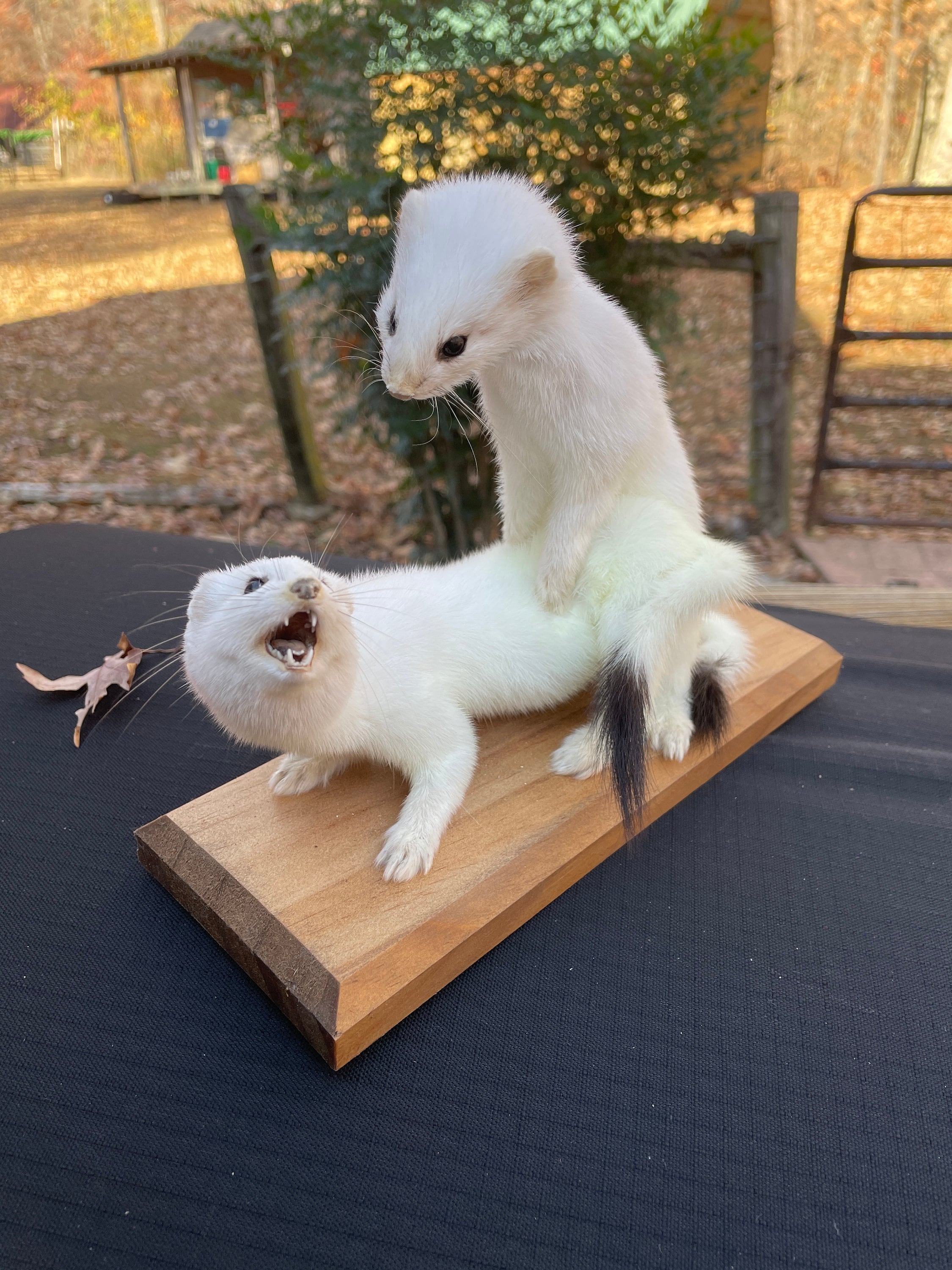 Taxidermy, a Pair, of X - X Mating Stoat or Long-tailed Weasels = Ermine, Lifesize Mounts Log ...