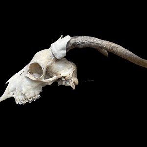 Nice **goat Full Skull With Horns**taxidermy Log Cabin Hunting Lodge ...