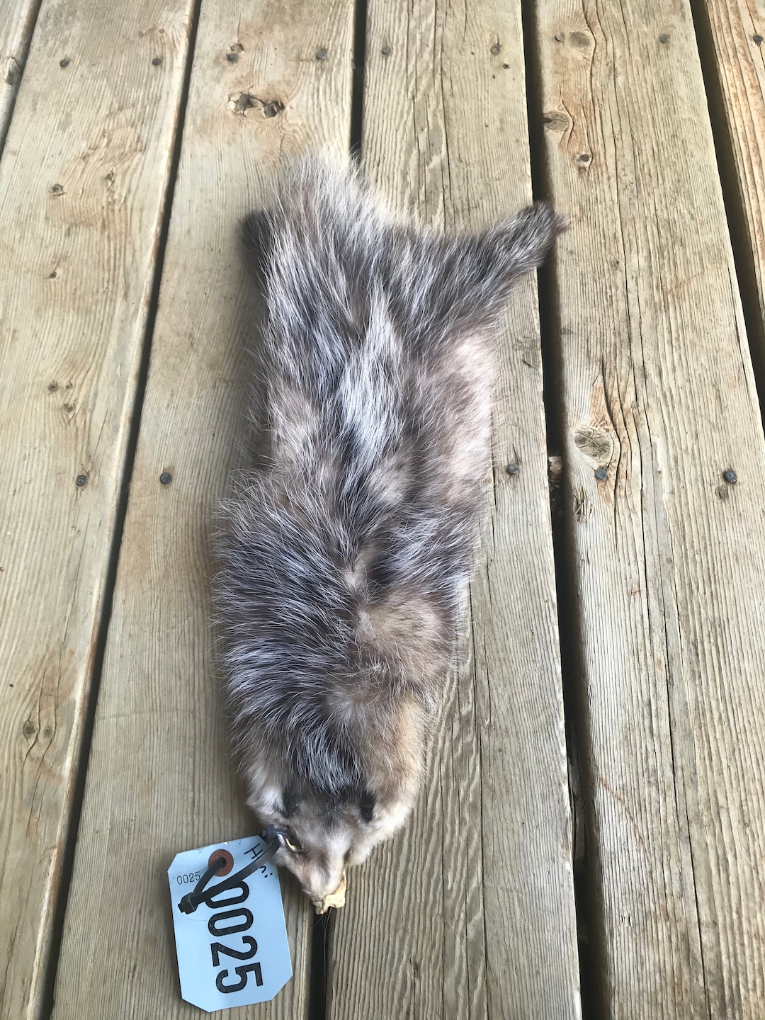 Tanned O'POSSUM Skin,great Fur/hide,crafts,flytying Taxidermy,cabin ...