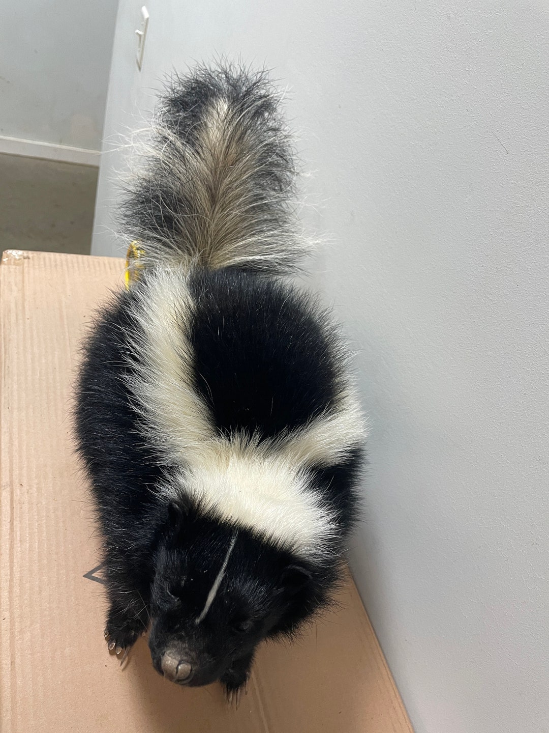 New, Taxidermy Very, NICE, Free-standing Lifesize STRIPPED SKUNK Mount ...