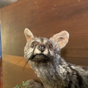 Rare, Beautiful Little Small Spotted GENET Full Body Mount AFRICA ...