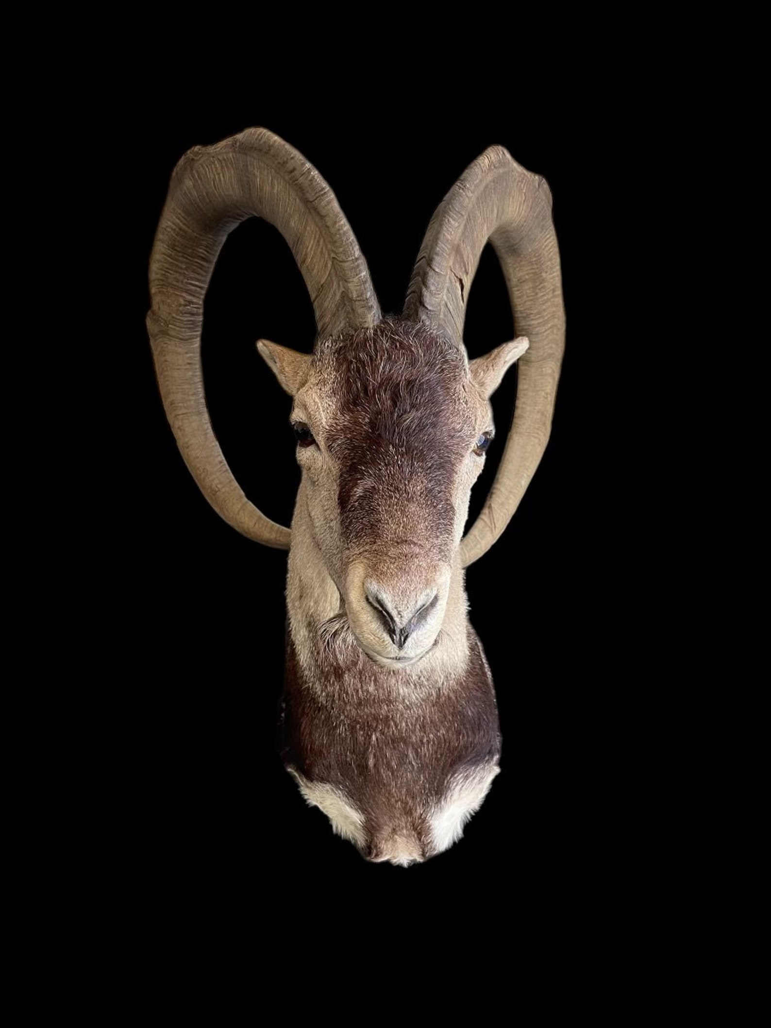 Beautiful, Gredos Ibex Shoulder Mount, MONSTER , Unusual 46" Horns ...
