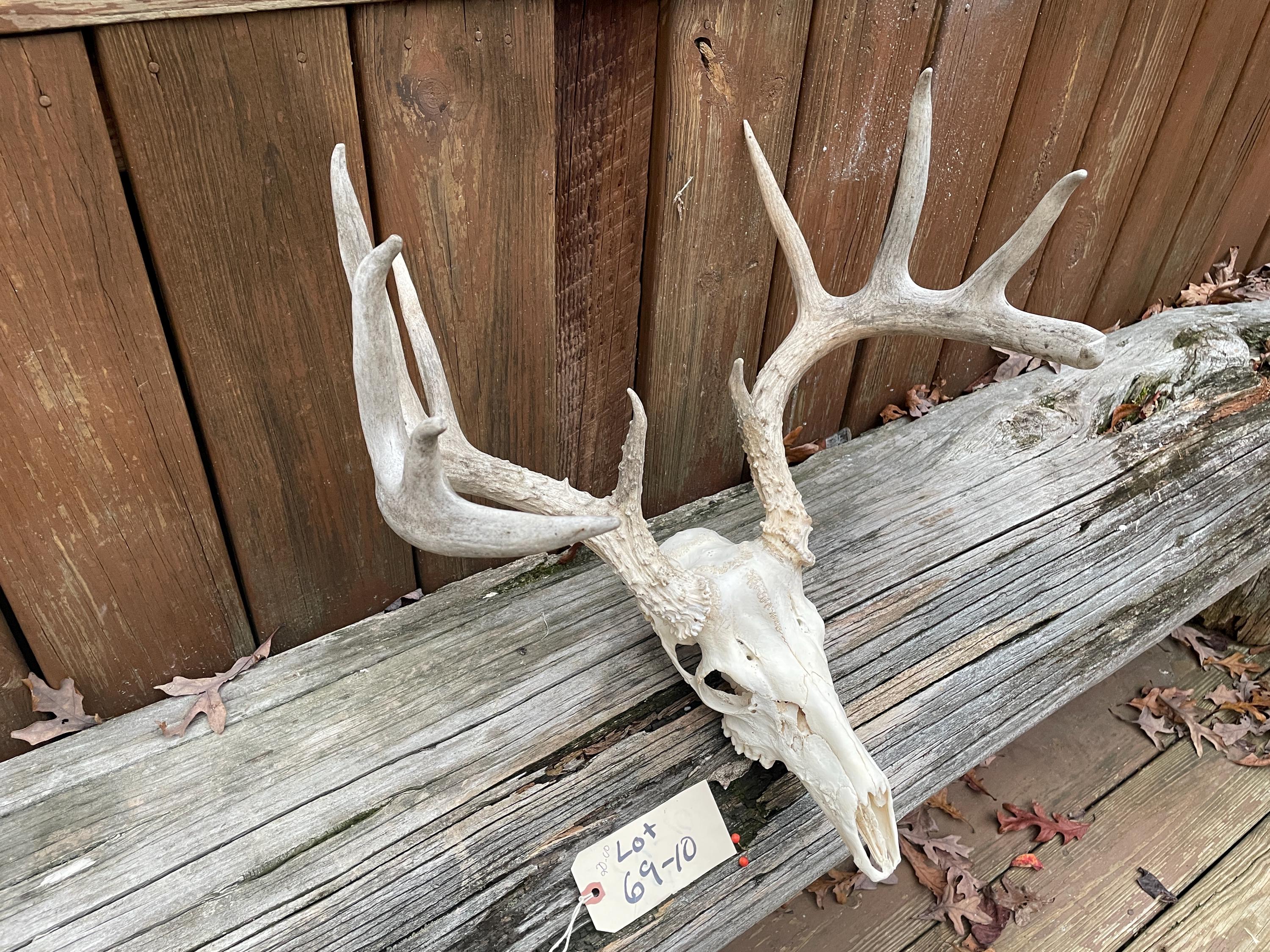 Taxidermy, 11 Point Whitetail DEER With a FREAK - DEFORMED -full Skull ...