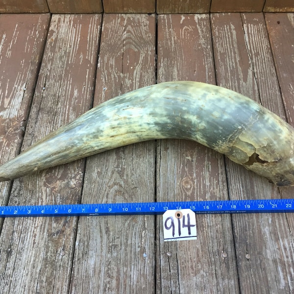 Raw Cow Horns - Etsy