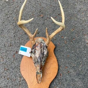 Taxidermy, Nice 6 Point Whitetail DEER Full Skull Camo Dipped and Nice ...