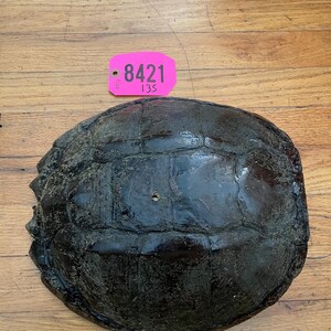ONE {1} Awesome Taxidermy Large Common Snapping Turtle Shell Log Cabin,crafts, Hunting Lodge ...