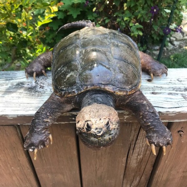 Snapping Turtle - Etsy