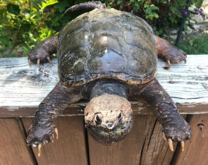 VERY Nice Large, New Snapping Turtle Lifesize Mount, Log Cabin,hunting ...