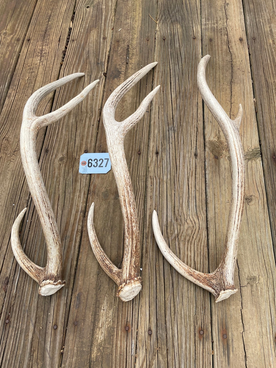 One, ( 1 ) Taxidermy Huge Typical AXIS DEER Single Shed ANTLER Log ...