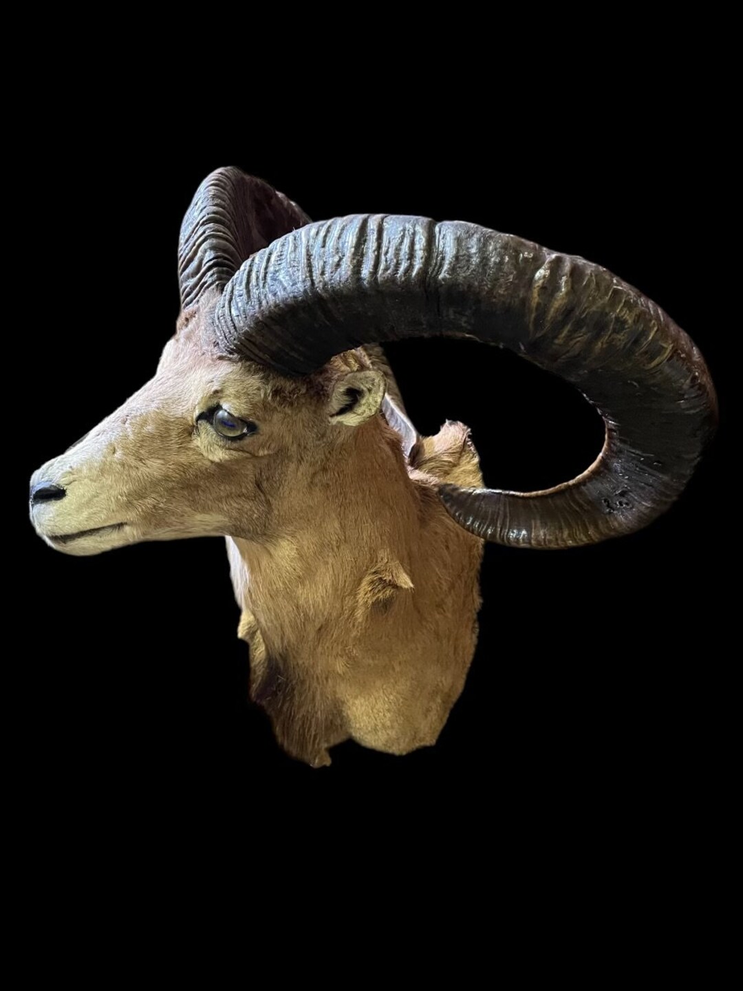 Taxidermy RARE RED SHEEP Skull Nice Huge Horns = Hybrid Armenian ...